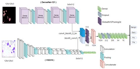 Sensors Free Full Text Utilizing Deep Feature Fusion For Automatic Leukemia Classification