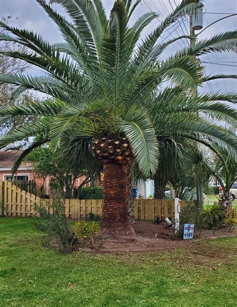 Tree Huggers Tree Service