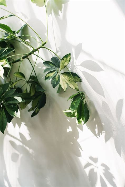 Pin By Christina Liu On Ios Aesthetic Plants Plant Pictures Plant