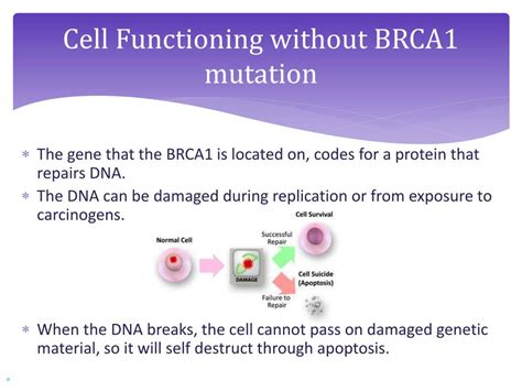 Ppt Investigating The Brca1 Mutation Powerpoint Presentation Free Download Id 2474437