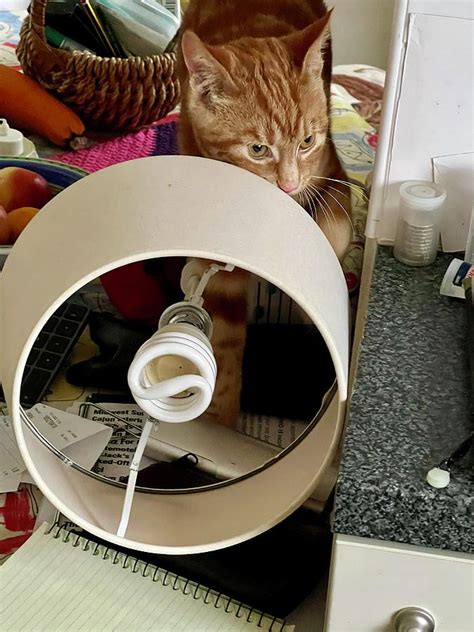 Bigfoot Grows Unexpectedly Photograph By Adrian Legg Pixels