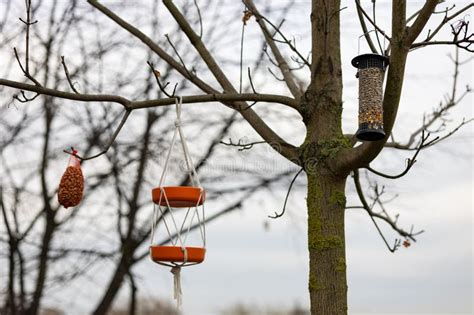 Bird Feeding Station On A Bare Tree Branch In Winter Garden With Hanging Seed Feeder Terracotta