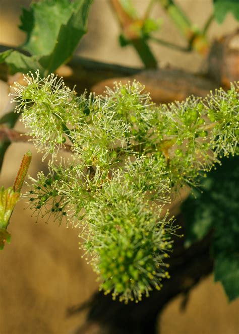 Askaneli · ასკანელი Added A New Photo Askaneli · ასკანელი