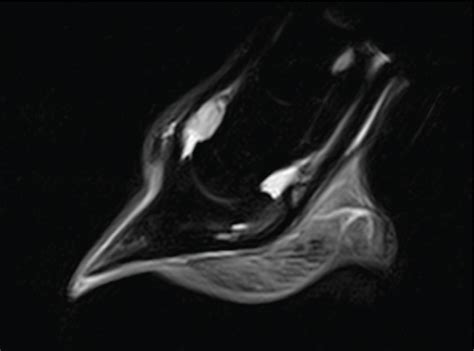 Uk Vet Equine Navicular Bone Oedema And Sclerosis Current Concepts