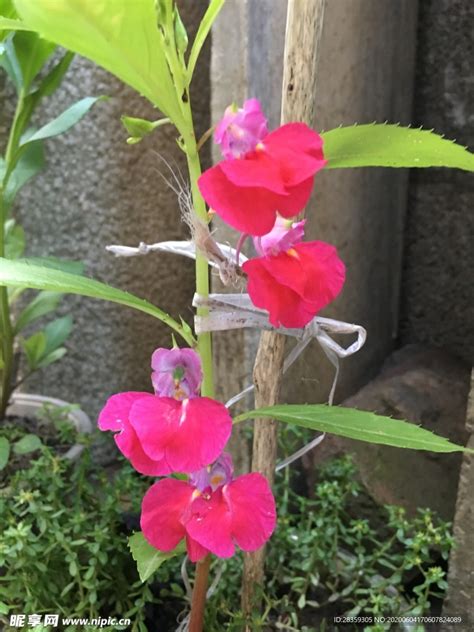 指甲花 花儿 鲜花 花朵摄影图图片素材其他摄影图库昵图网