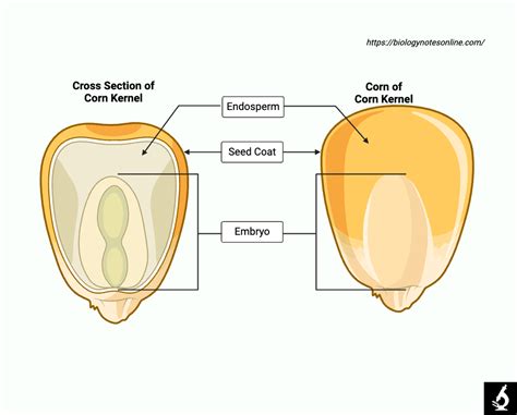 Endosperm Types Development Functions Examples Biology Notes Online