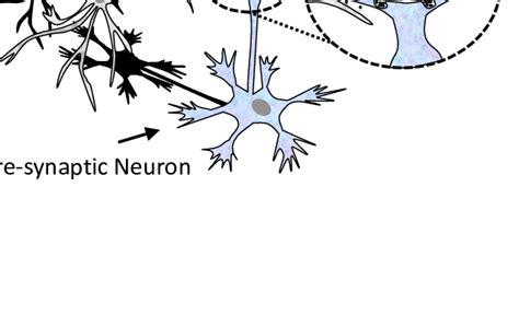 Tripartite Synapses Overview Showing The Communication Process Between Download Scientific
