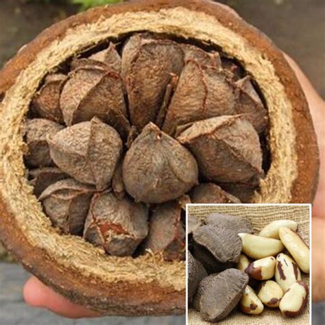 Brazil Nut Live Plants Bertholletia Excelsa Veliyathgardens