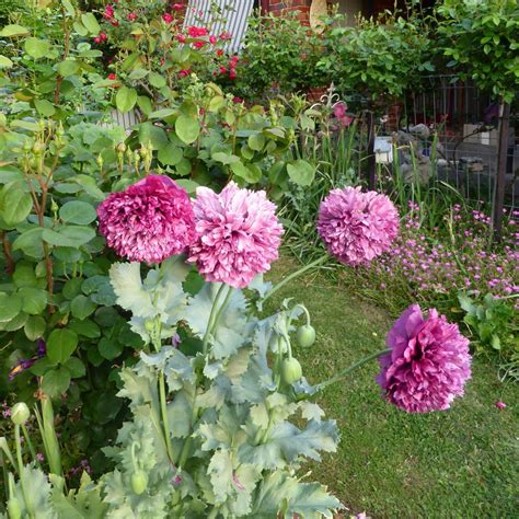 Purple Peony Poppy Flower Seeds 100 Plus Etsy Canada