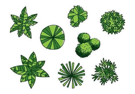 Tree Plan Png Transparent Plan Big Tree Color Sketchtree Line Top View