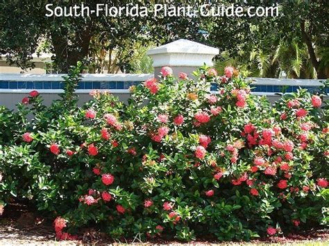 Medium Height Shrubs