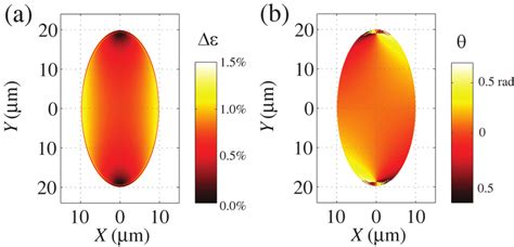 Fig S1 Expected Strain Anisotropy On Elliptical Membranes A Map Download Scientific