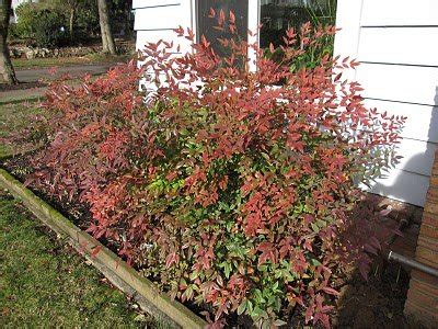 Nandina Domestica Moyers Red Moyer Heavenly Bamboo Moyers Red