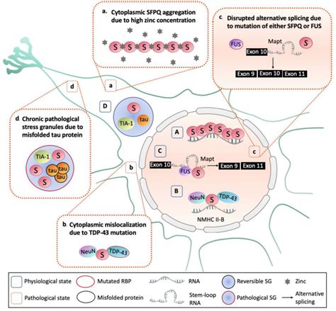 The Emerging Role Of The Rna Binding Protein Sfpq In Neuronal Function And Neurodegeneration Pmc