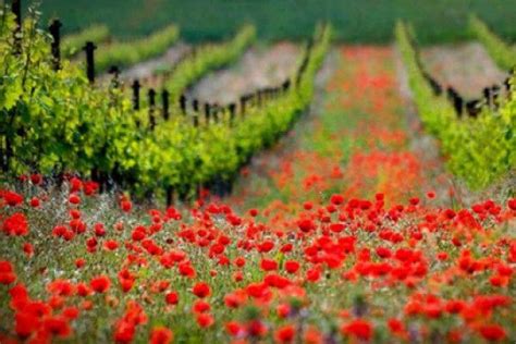 Giorgi ე მაგის სისხლია ე მაგის ძვლებია ჩვენს ქართულ ციხეებს რომ ჩაჰფიცხებია ე მაგის სისხლია