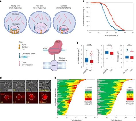 A Mortality Timer Based On Nucleolar Size Triggers Nucleolar Integrity
