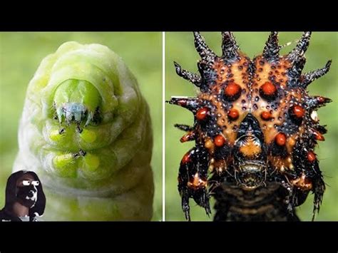 What Do Big Fat Green Caterpillars Turn Into