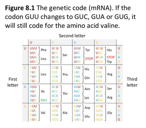 3 8 1 Alteration Of The Sequence Of Bases In Dna Can Alter The