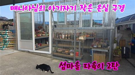 섬마을 2탄 어촌마을에 작은 온실속 다육이들 서울에서 7시간10분거리 다육이 찾아 삼만리 묵둥이 창 다육이 섬마을 넙도