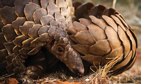 Pangolín Historias Descubre Wwf