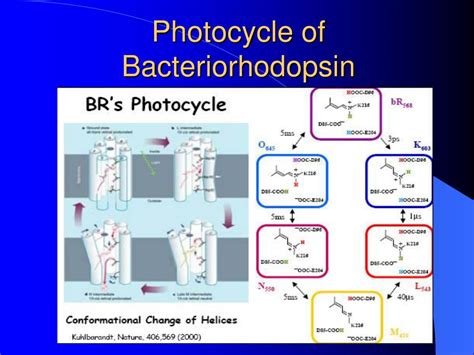 Ppt Bacteriorhodopsin Powerpoint Presentation Free Download Id 3524490