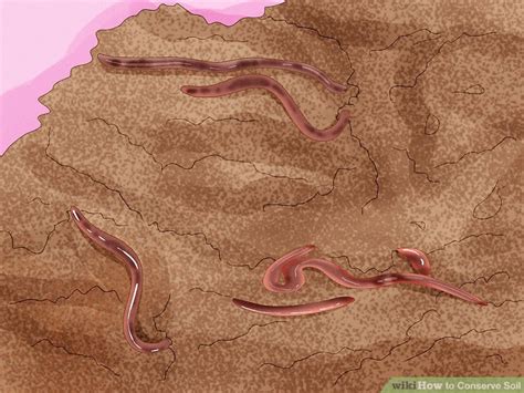 How To Conserve Soil 12 Steps With Pictures WikiHow