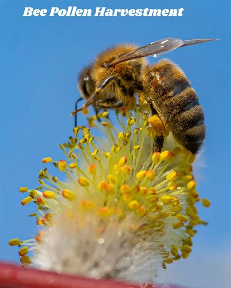 Bee Pollen Vs Propolis Vs Royal Jelly A Comprehensive Guide