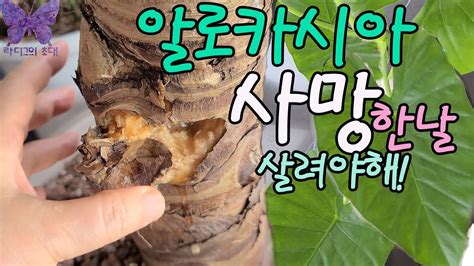 알로카시아 살려내기알로카시아 무름병알로카시아 곁가지 독립알로카시아 분갈이 Youtube