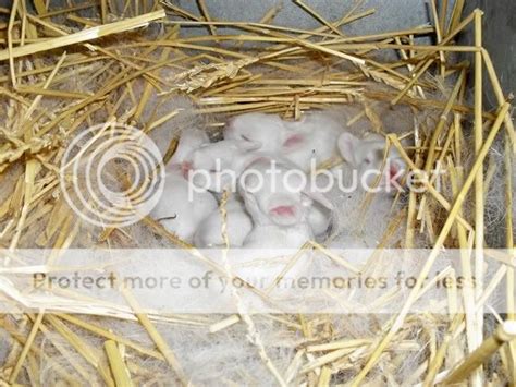 Does Anybody Have Any Sexing Baby Rabbit Pictures Of Your Own BackYard Chickens Learn