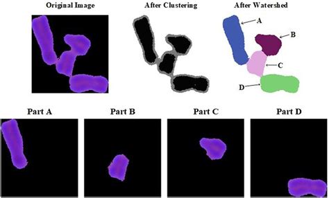 segmentation process and result of final segmentation download