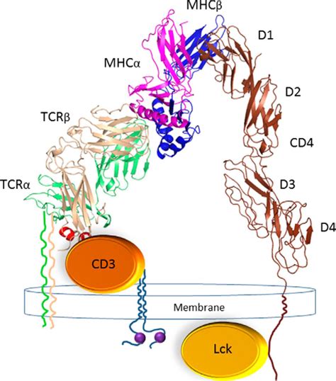 Identification Of The Docking Site For Cd3 On The T Cell Receptor β