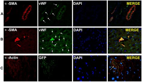 Immunostaining For Cardiac And Vascular Endothelial Cell Markers There