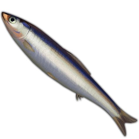 Sprat By Hvallaadmin On Deviantart