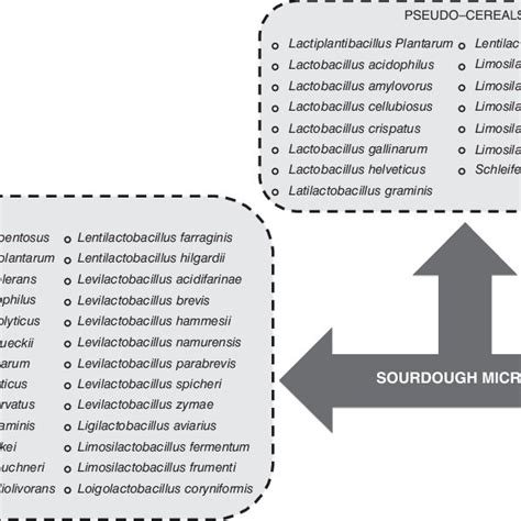 1 Lactobacillus Species Isolated And Identified From Different Flours