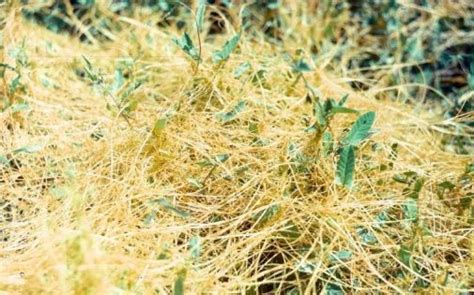 Dodder Cuscuta Spp Nexles