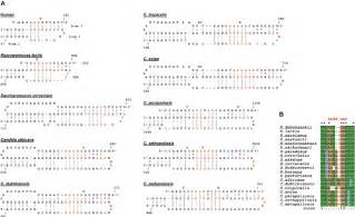 Telomerase Rna Pseudoknots A Schematic Representations Of Download Scientific Diagram