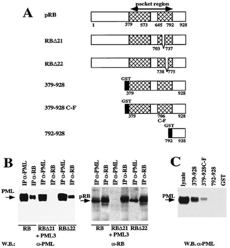 the pml binding domain of prb is within the pocket region a