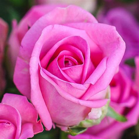 Rose Aqua
