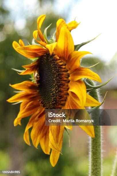 해바라기 녹색 버드 해바라기 꽃으로 닫습니다 건강한 라이프 스타일 생태 유기농 농업 작은 지주 원예 건강 개념 자연 개념 0명에 대한 스톡 사진 및 기타 이미지 Istock