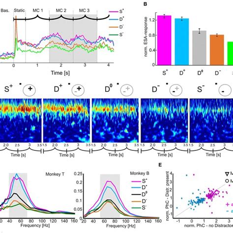 Attention Dependent Modulation Of Neuronal Responses And Their Coupling Download Scientific