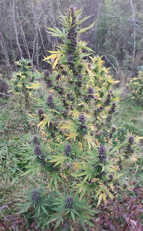 Криминалисти иззеха голямо количество марихуана Gabrovo News