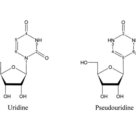 A Chemical Structure Of Uridine And Pseudouridine With Numbering Of Download Scientific