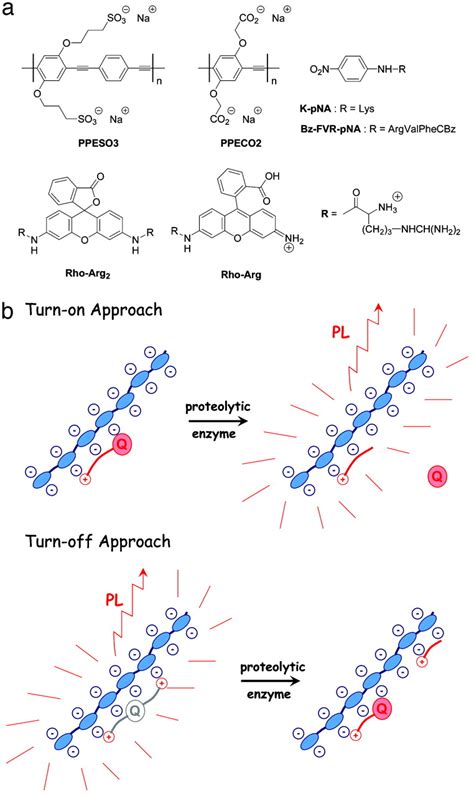 Amplified Fluorescence Sensing Of Protease Activity With Conjugated Polyelectrolytes Pnas