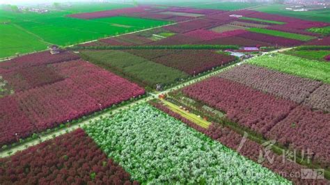 江苏沭阳：海棠花开景色如画 人民图片网