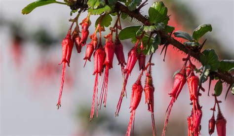 13 Bushes With Thorns Great For Home Security Crate And Basket