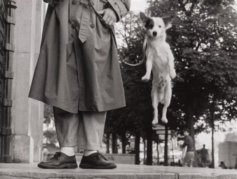 Elliott Erwitt Dogs Artsy