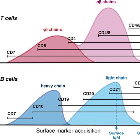Kinetics And Dynamics Of Rag Expression During T Cell Upper And B Download Scientific Diagram