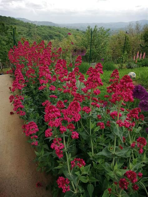 Red Valerian