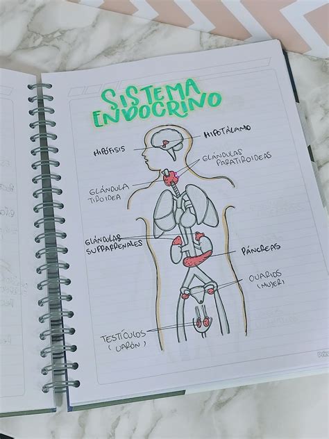 Sistema Endocrino Dibujo Facil