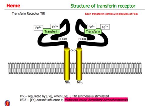 Lecture 38 Biochem Final Flashcards Quizlet